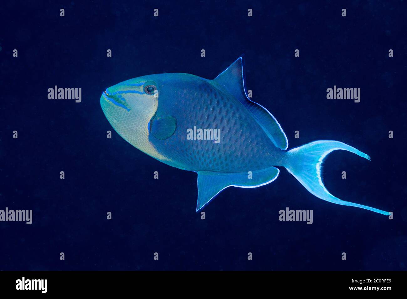 Redtooth triggerfish, Blue triggerfish [Odonus niger]. North Sulawesi ...