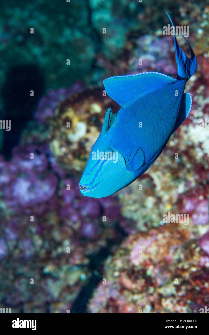 Redtooth triggerfish, Blue triggerfish [Odonus niger]. North Sulawesi ...