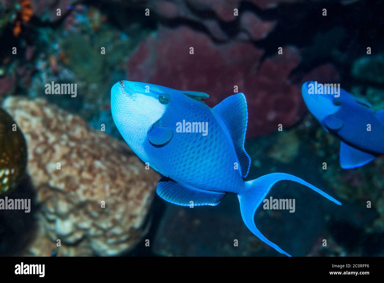 Redtooth triggerfish, Blue triggerfish [Odonus niger]. North Sulawesi ...