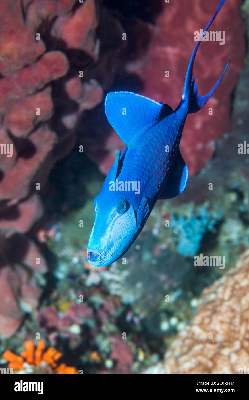 Redtooth triggerfish, Blue triggerfish [Odonus niger]. North Sulawesi ...