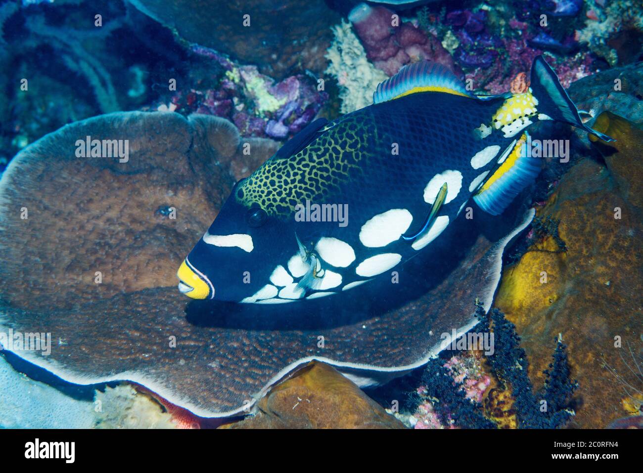 Big spotted trigger fish hi-res stock photography and images - Alamy