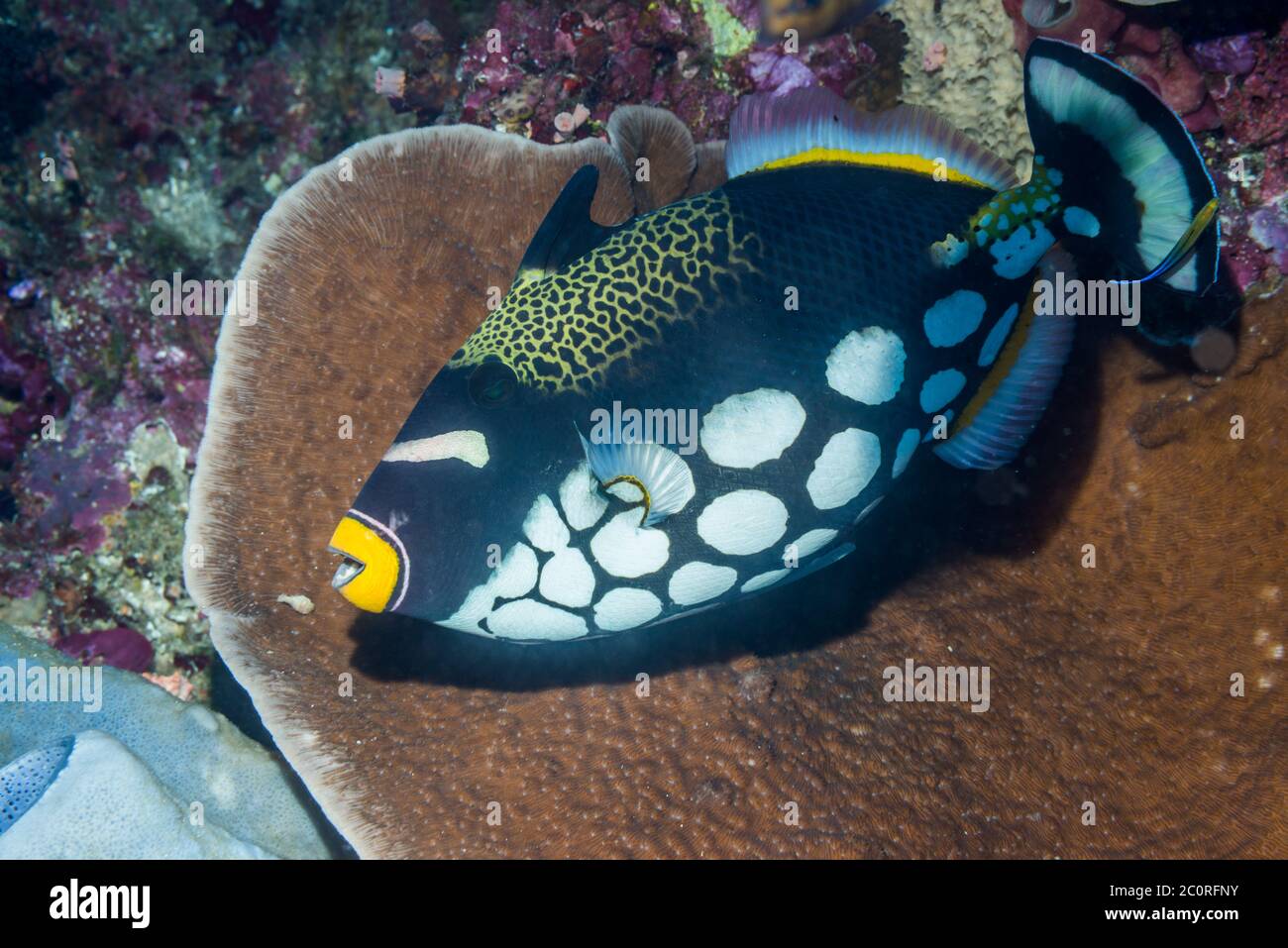 Big spotted trigger fish hi-res stock photography and images - Alamy