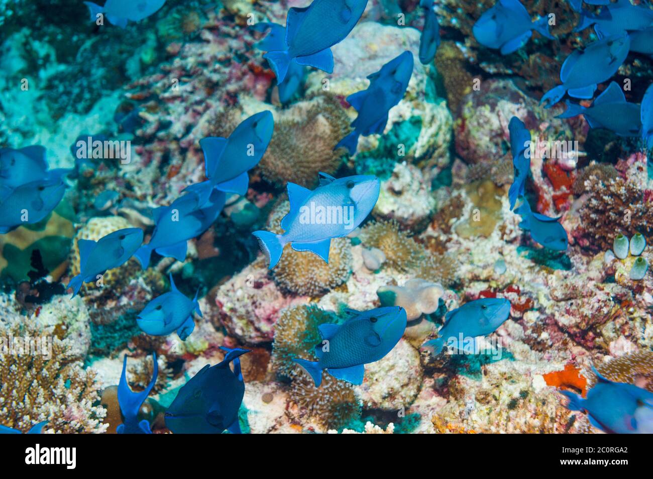 Redtoothed triggerfish [Odonus niger] juveniles. Maldives Stock Photo ...