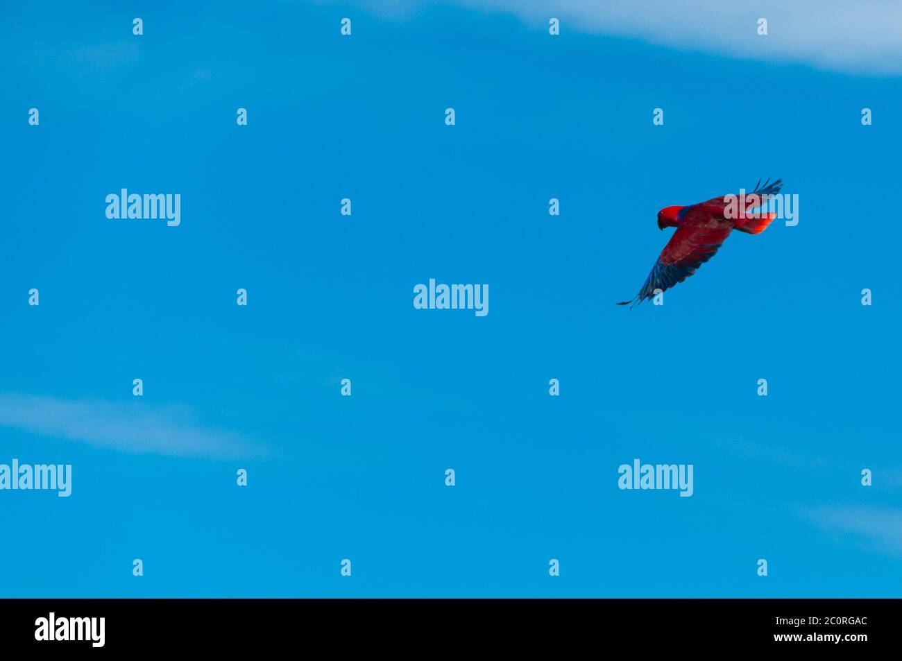 Red Bird parrot Gliding Freely in the clear blue sky Stock Photo - Alamy