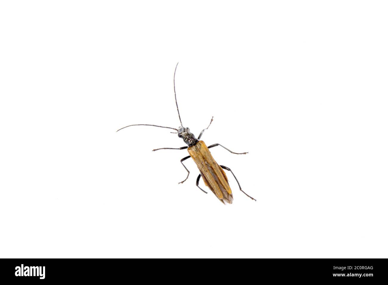 Brown color insect hi-res stock photography and images - Alamy