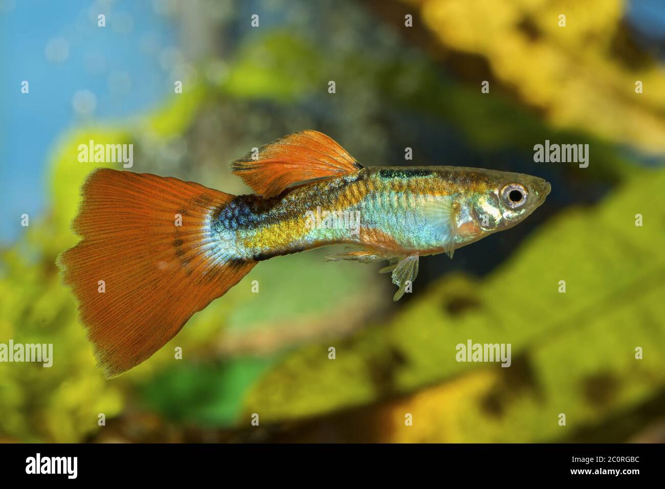 Guppy fish hi-res stock photography and images - Alamy
