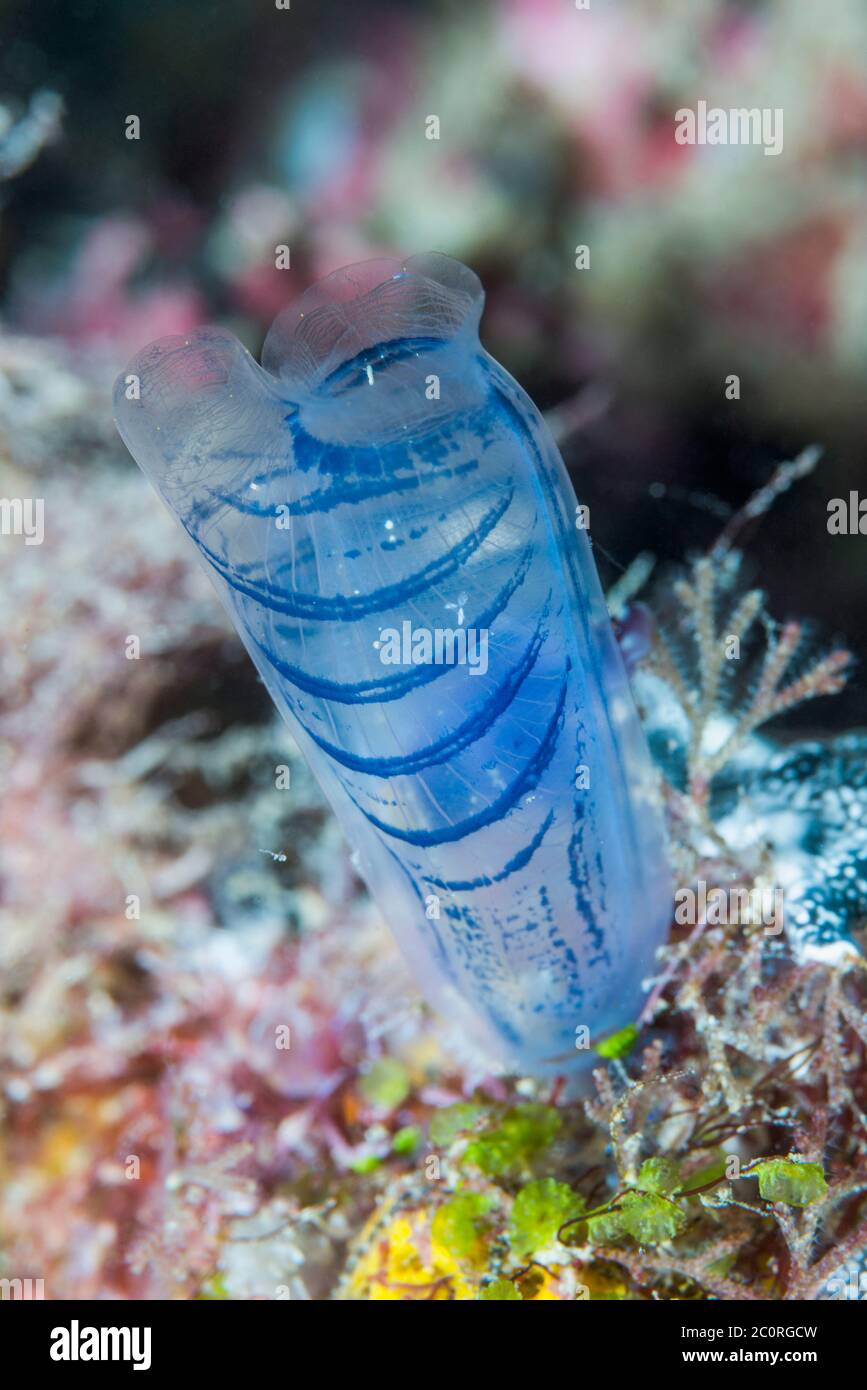 Transparent sea squirt hi-res stock photography and images - Alamy