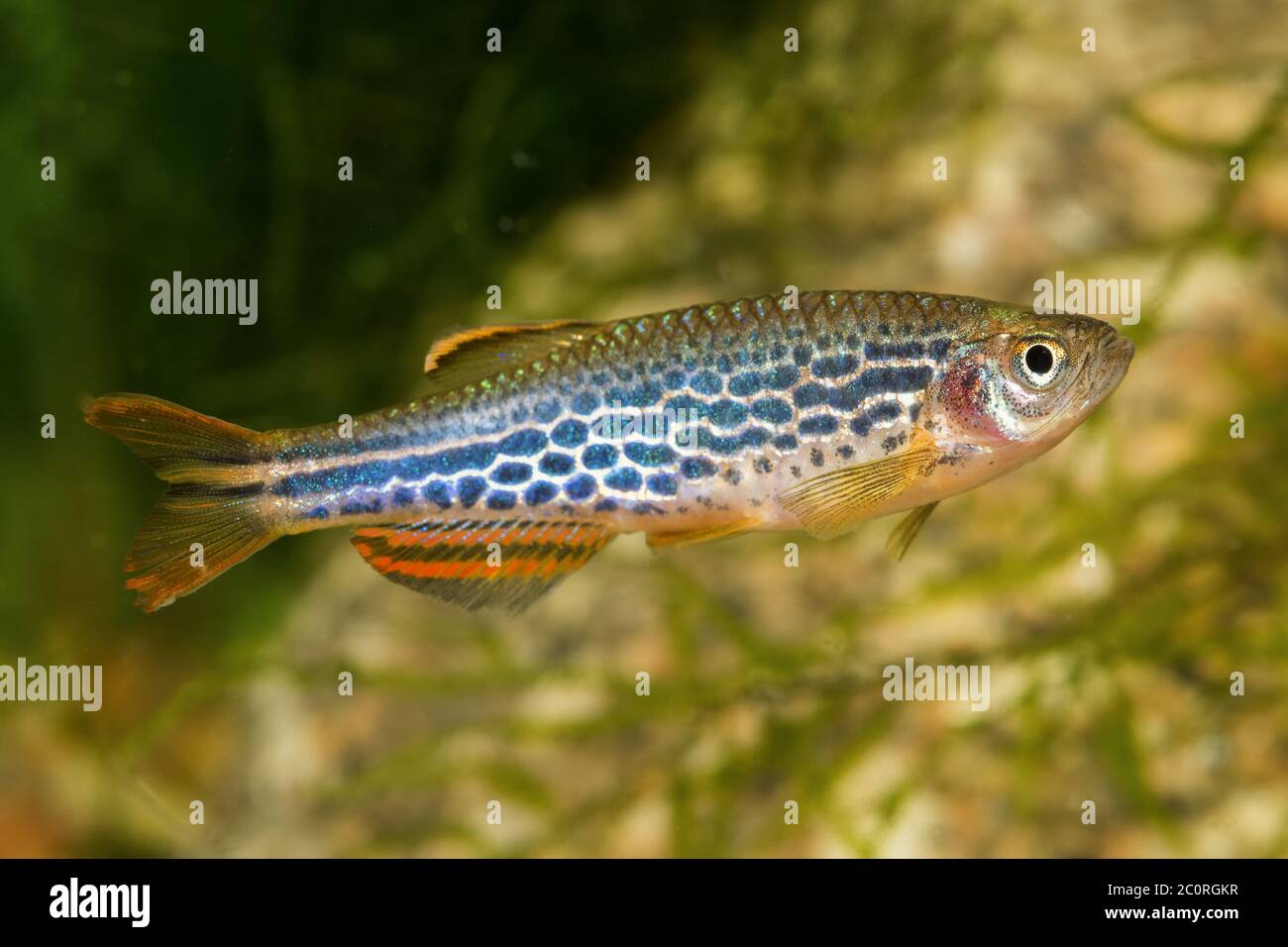 Barb fish hi-res stock photography and images - Alamy