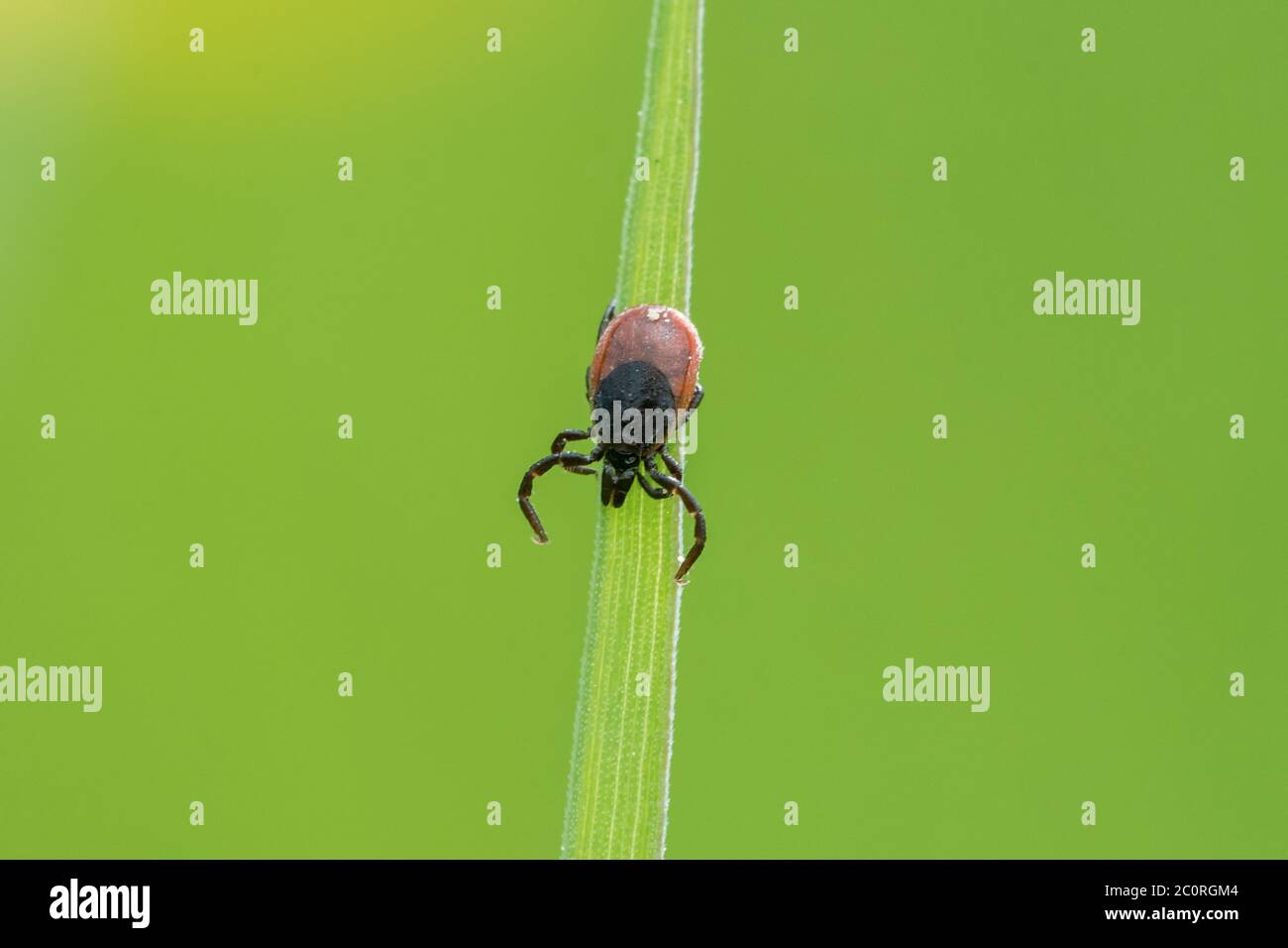Grass tick hi-res stock photography and images - Alamy