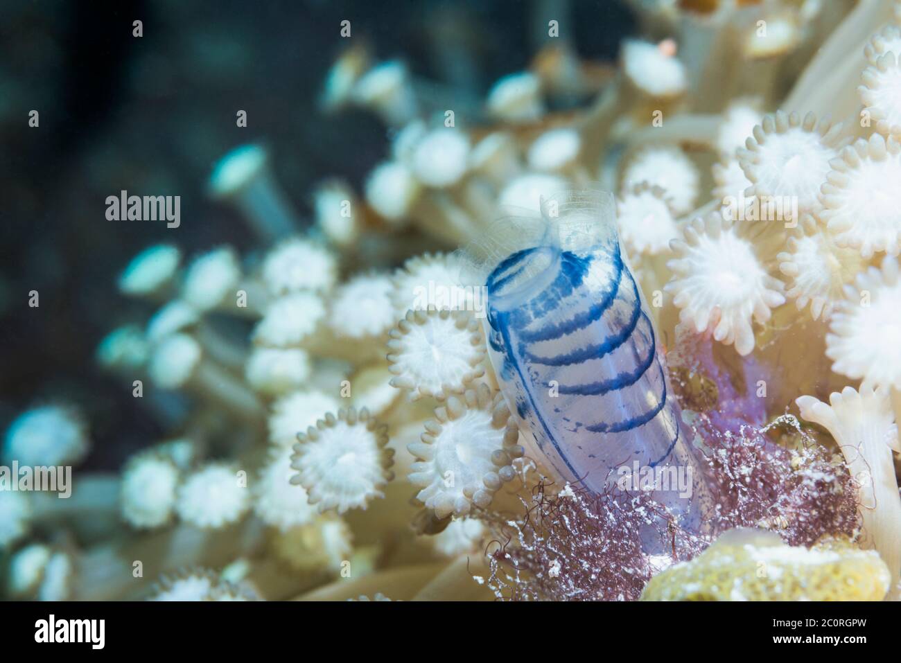 Blue Club Tunicate [Rhopalaea circula]. West Papua, Indonesia. Indo ...