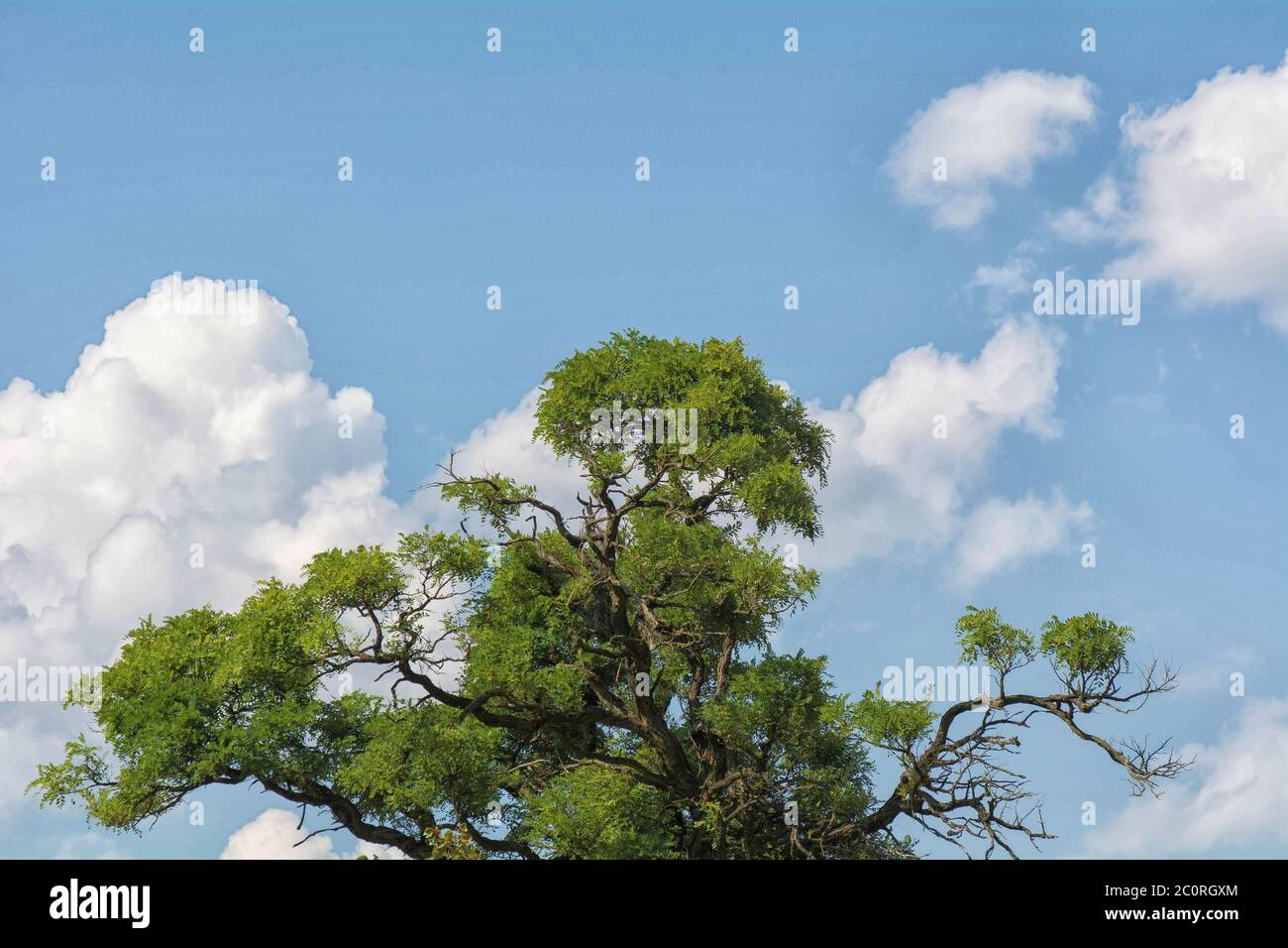 Old acacia tree hi-res stock photography and images - Alamy