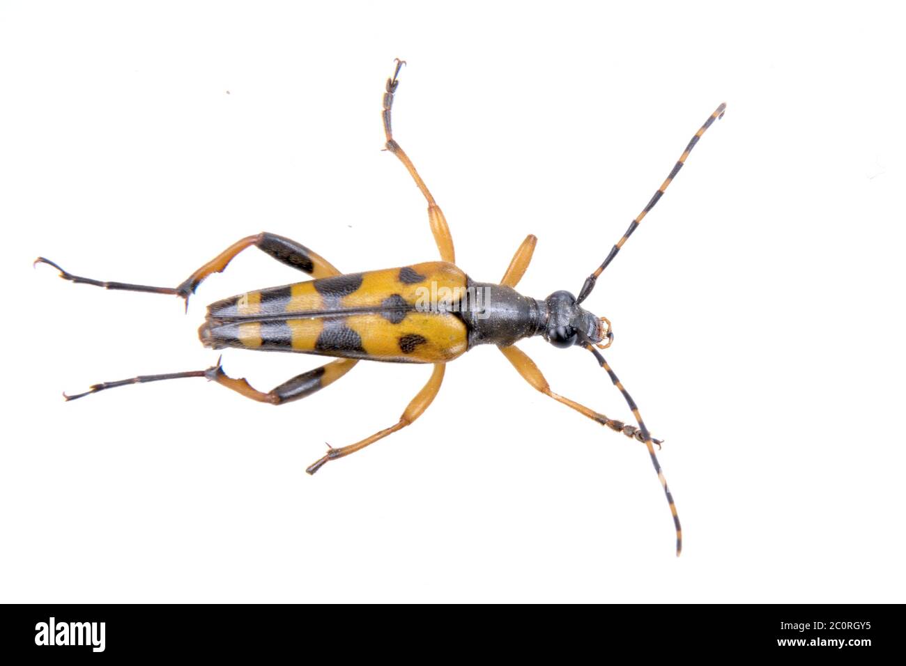 Yellow and black bug hi-res stock photography and images - Alamy