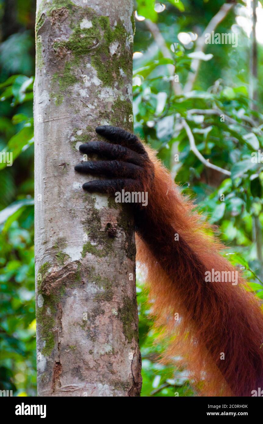 Hand of Orangutan alpha male on a tree in jungle, Borneo Stock Photo ...