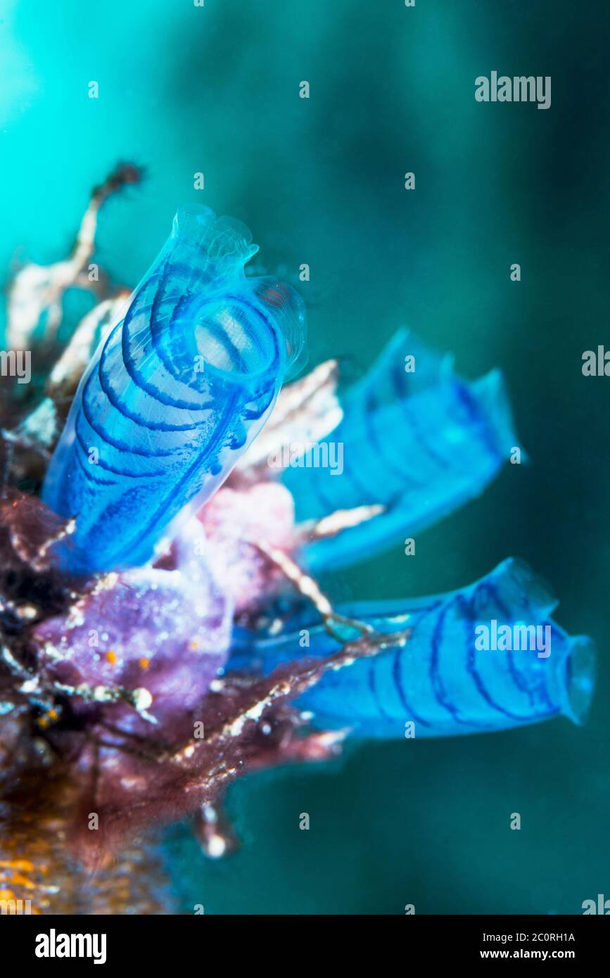 Compound tunicate hi-res stock photography and images - Alamy