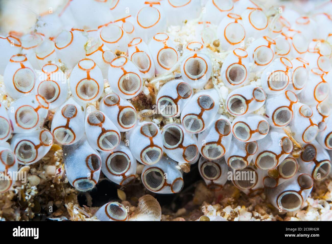 Ascidian or Sea squirt - Clavellina sp. West Papua, Indonesia. Indo ...