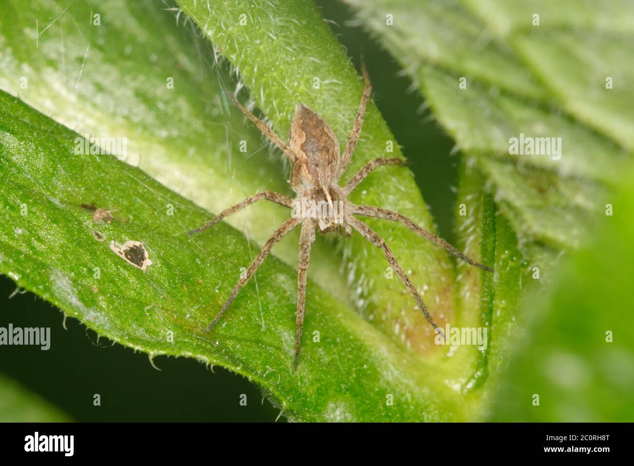 Small spider sitting on hi-res stock photography and images - Alamy