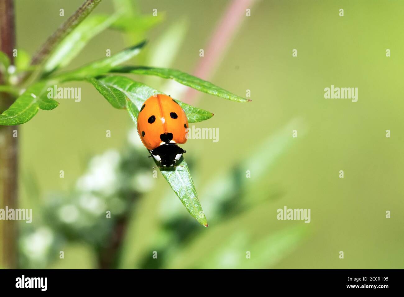 Ladybug sitting on a leaf plants Stock Photo - Alamy