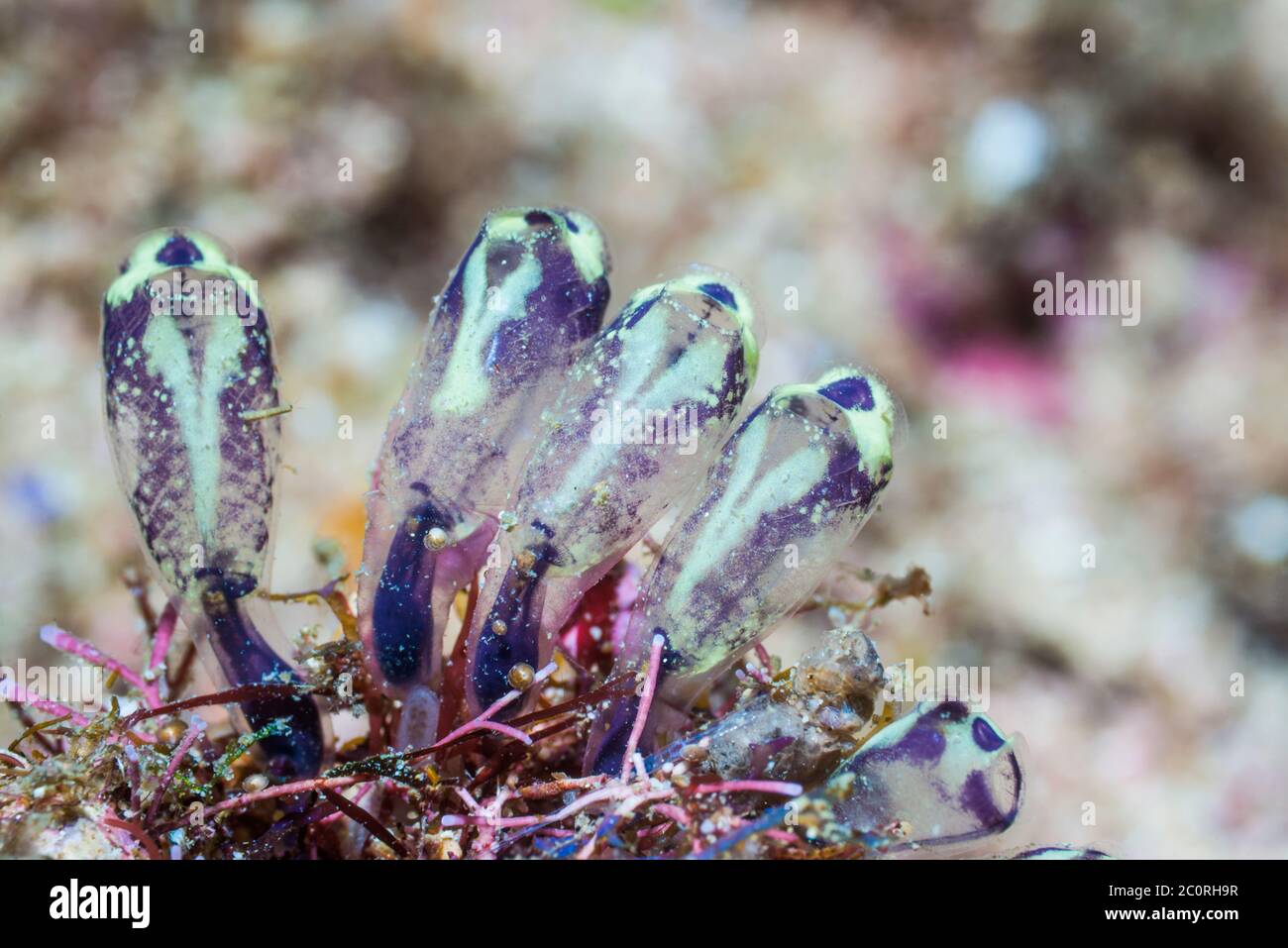 Colonial ascidian tunicate hi-res stock photography and images - Alamy