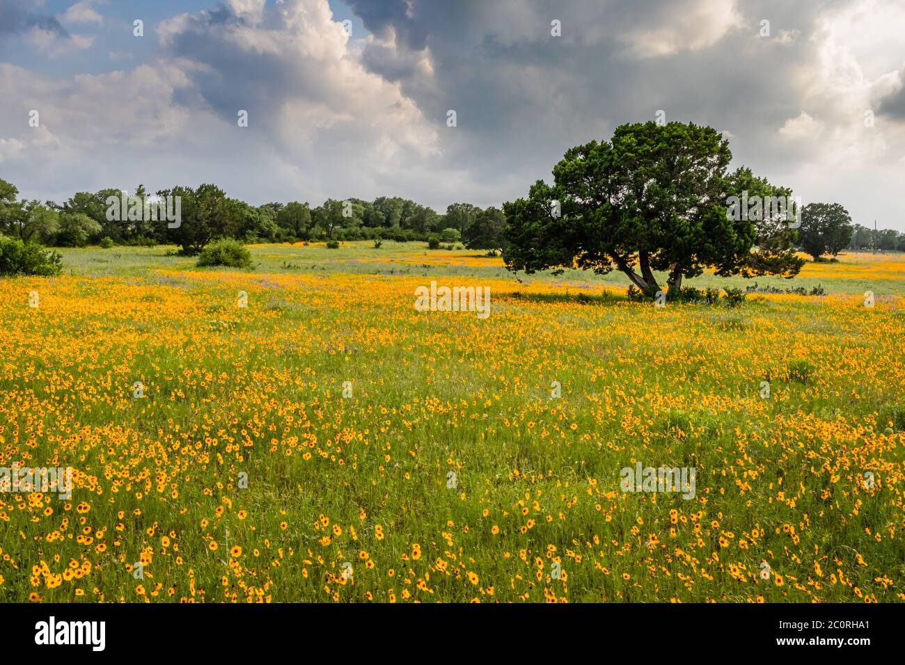 Field of yellow Texas wildflowers Stock Photo - Alamy