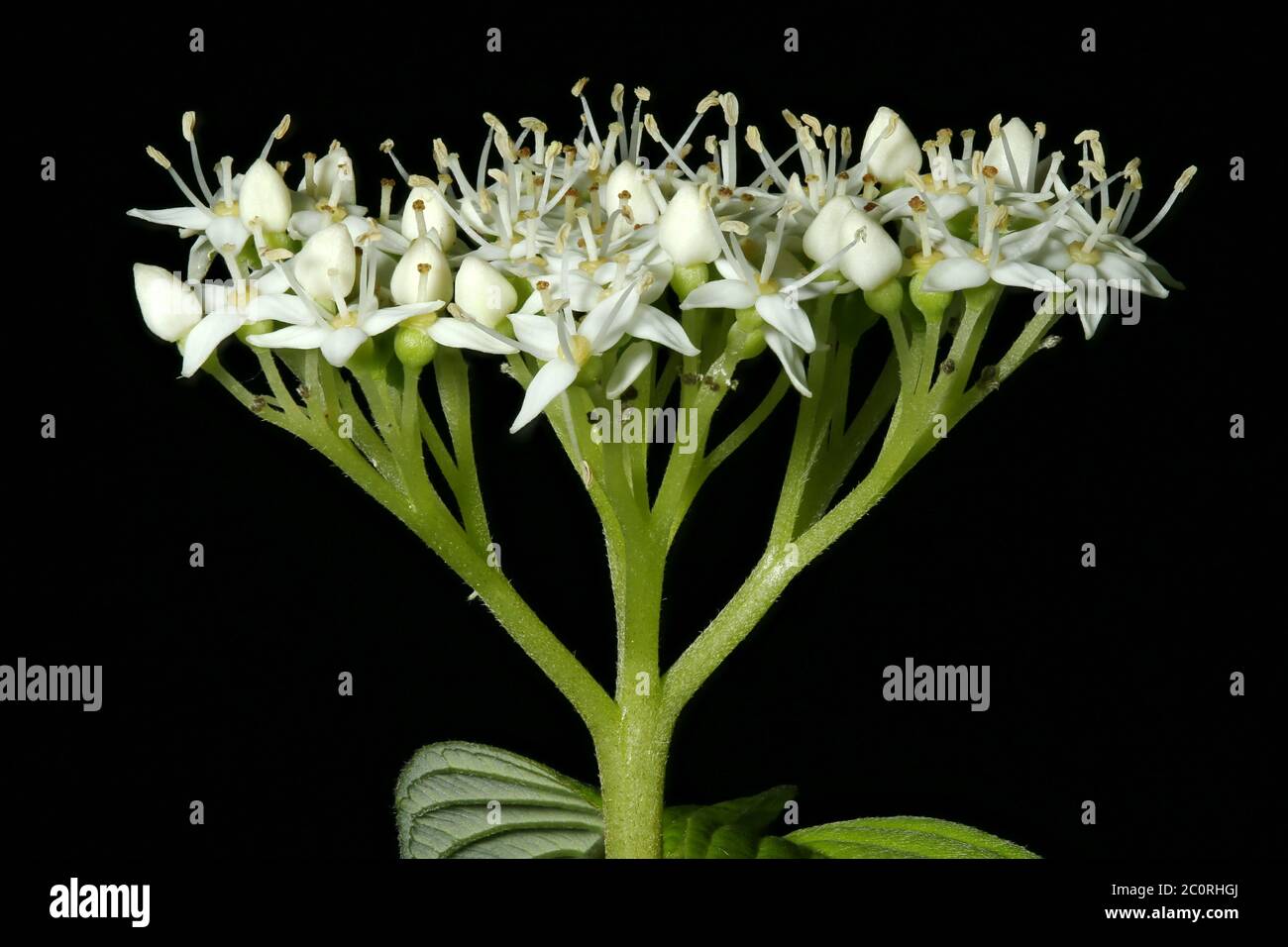 Swida hi-res stock photography and images - Alamy