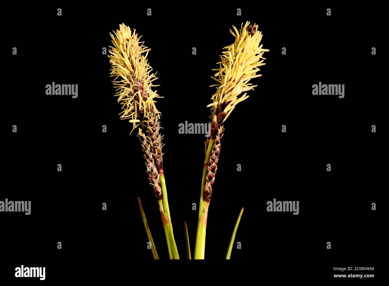 Rare spring sedge hi-res stock photography and images - Alamy
