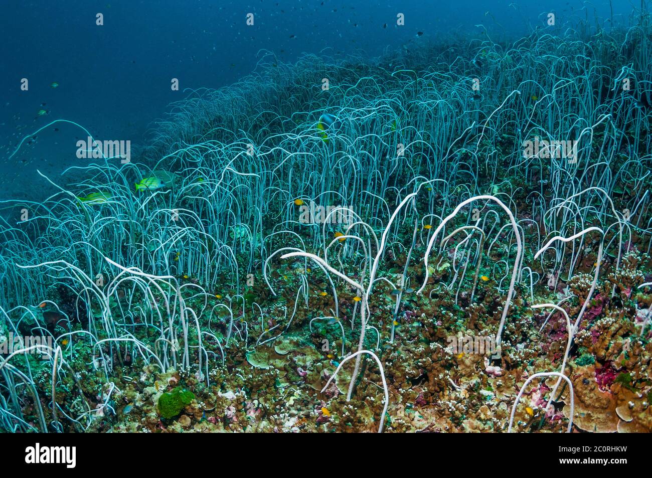 Whip corals [Junceella fragilis]. Similan Islands, Thailand, Andaman ...