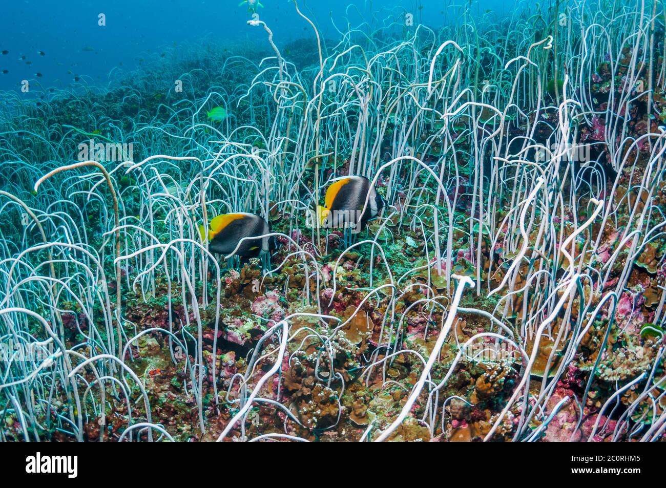 Whip corals [Junceella fragilis] with a pair of SIngular butterflyfish ...