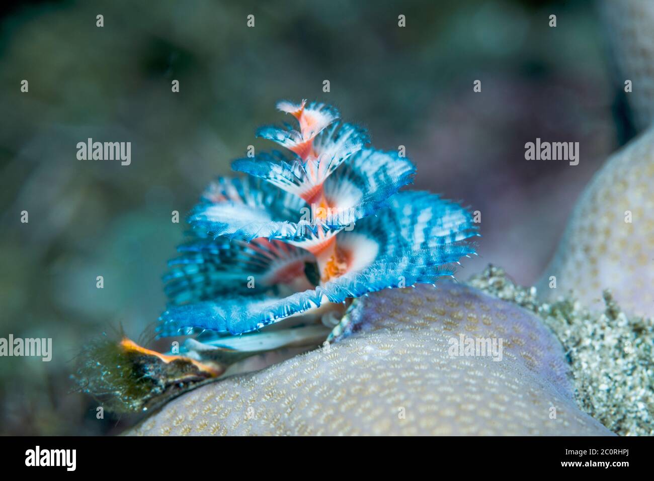Polychaete hi-res stock photography and images - Alamy