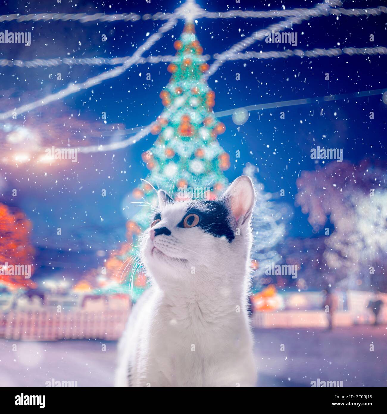 Cat explorer hi-res stock photography and images - Alamy