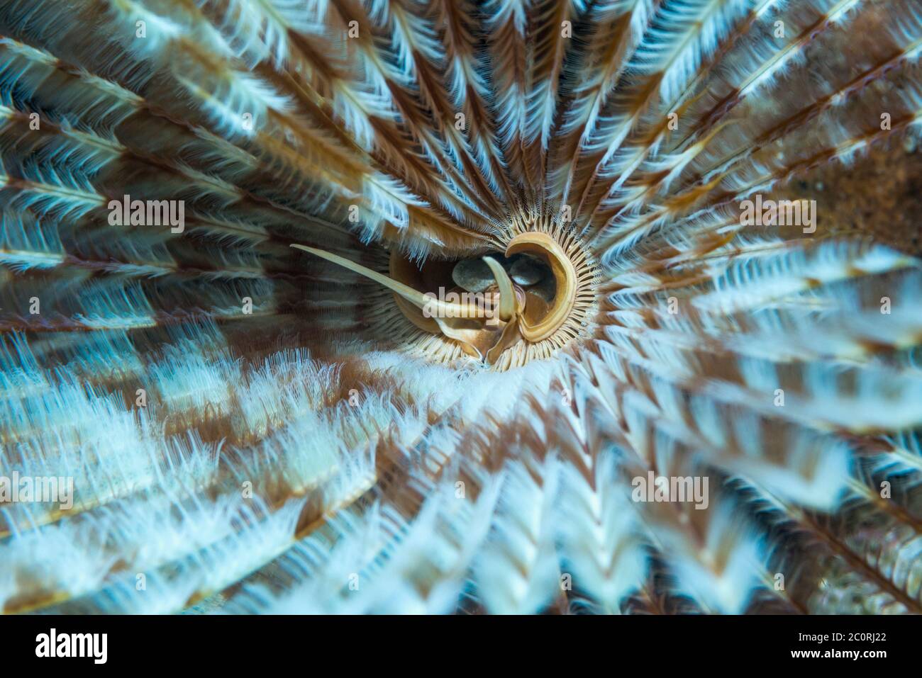 Fan worm [Sabella fusca]. North Sulawesi, Indonesia Stock Photo - Alamy