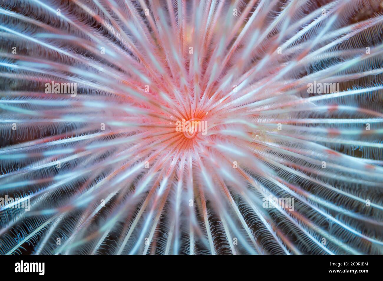 Feather duster worm [Protula magnifica]. North Sulawesi, Indonesia ...