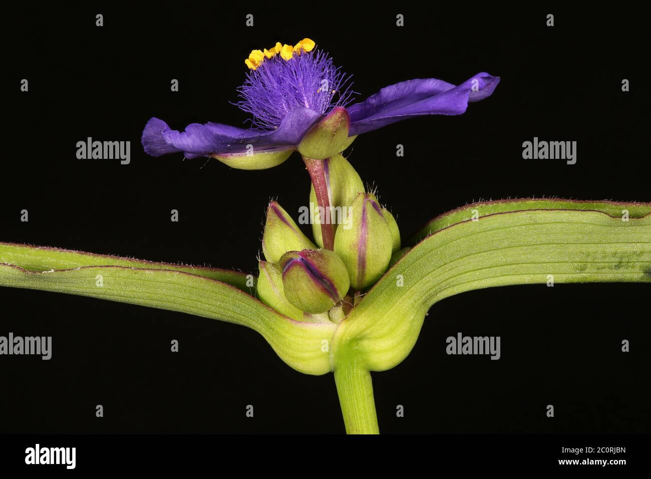 Spiderwort tradescantia andersoniana hi-res stock photography and ...