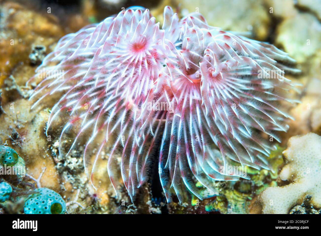 Feather duster worm [Protula magnifica]. North Sulawesi, Indonesia ...