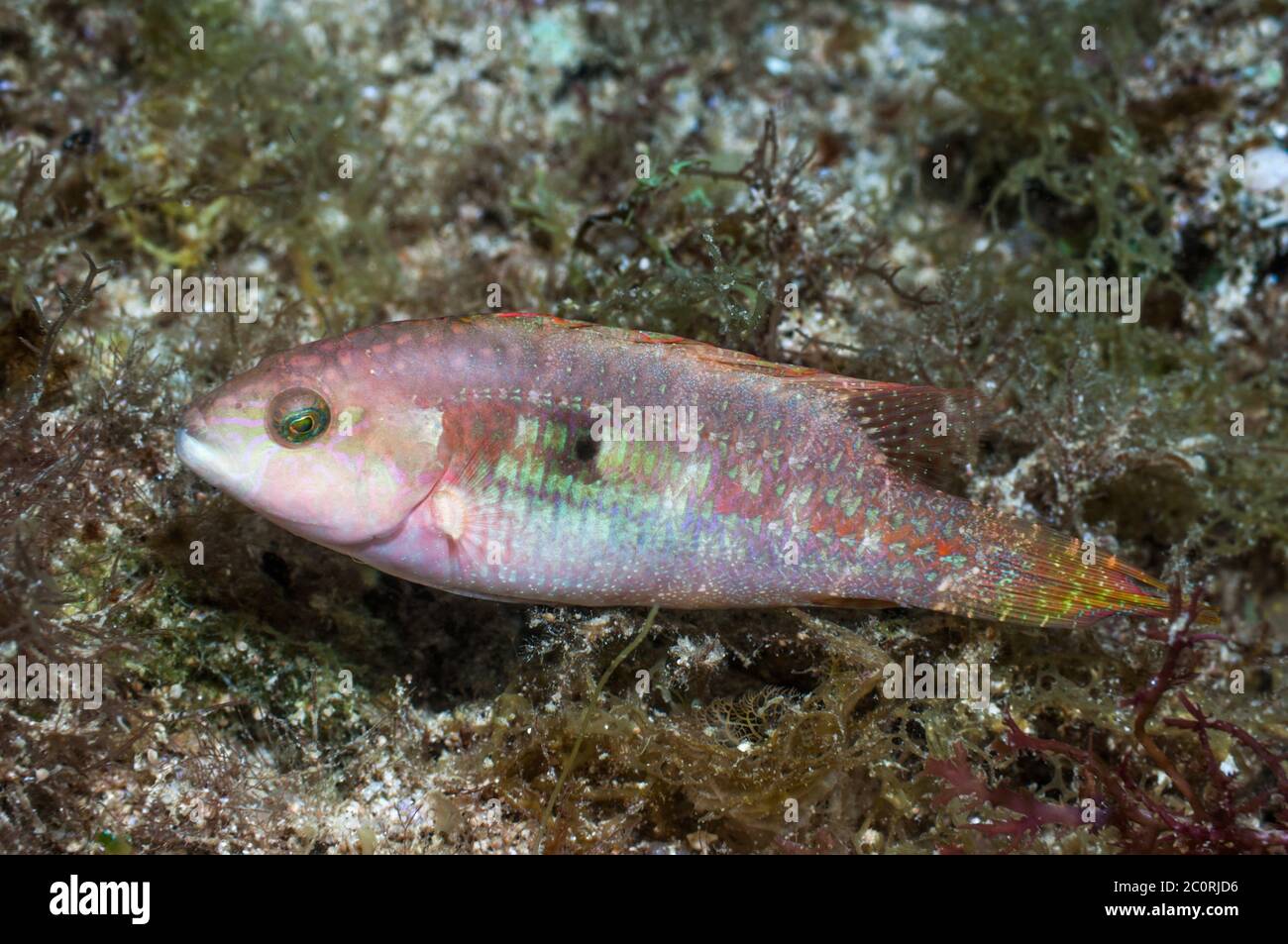 Two spot maori wrasse hi-res stock photography and images - Alamy
