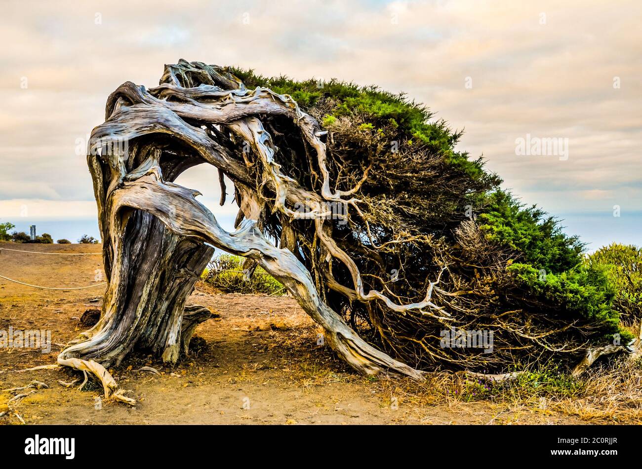Gnarled juniper tree hi-res stock photography and images - Alamy
