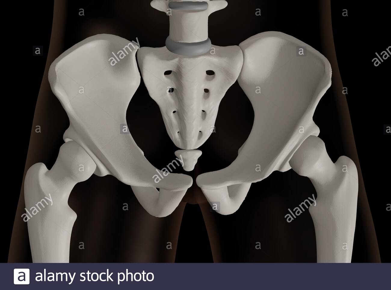 Symphysis High Resolution Stock Photography and Images - Alamy