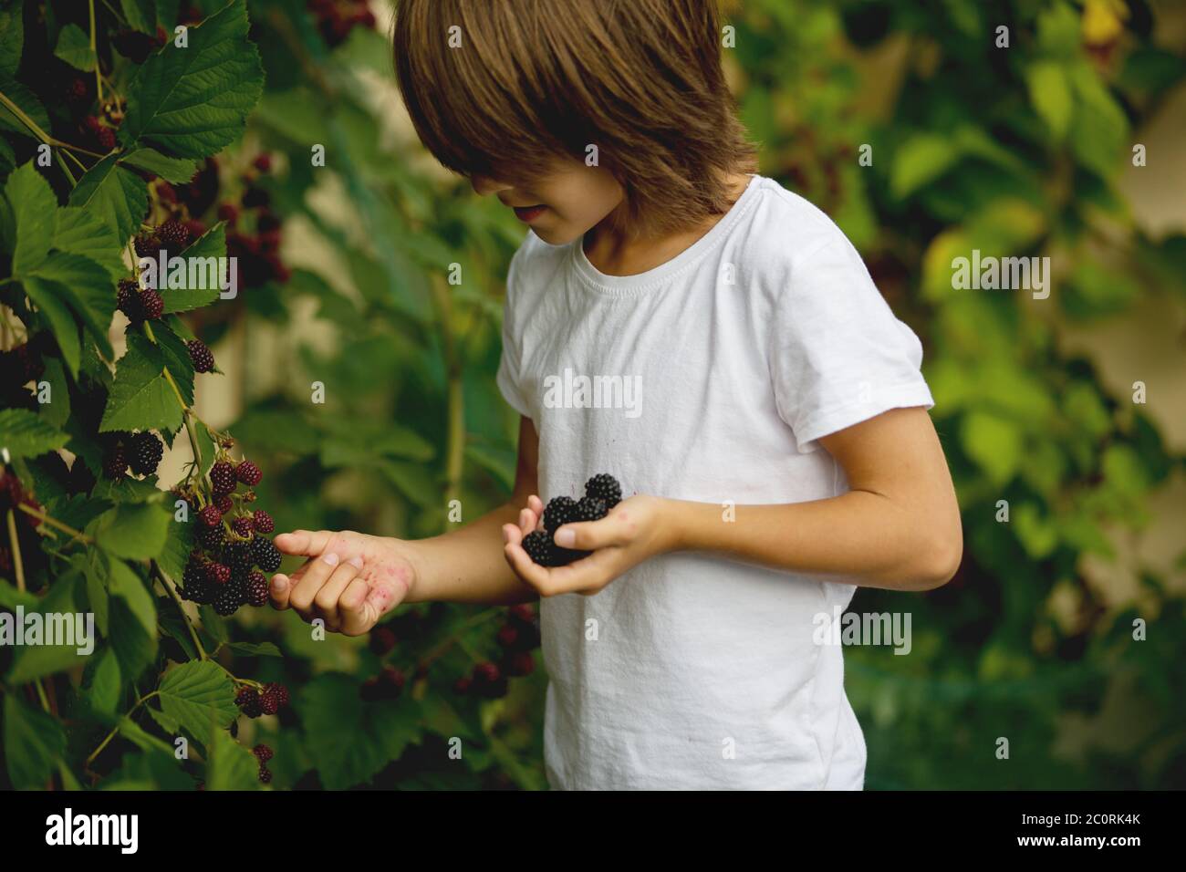Happy child, eating blackberries in garden, freshly gathered Stock ...