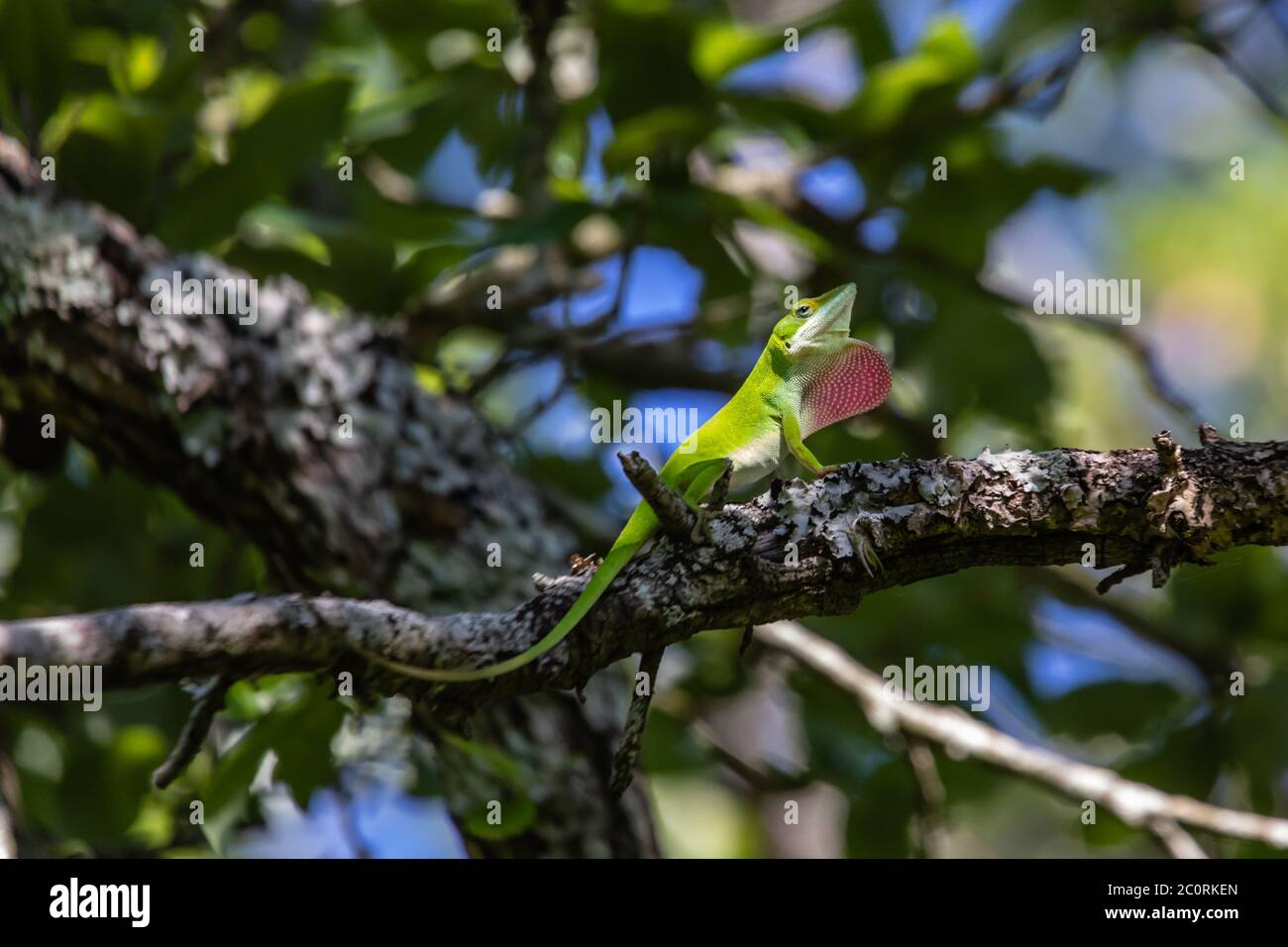 Red-throated anole lizard in a tree Stock Photo - Alamy