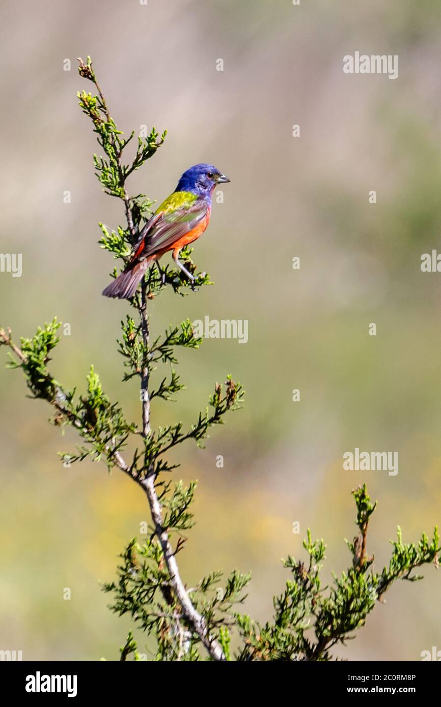 Country bunting hi-res stock photography and images - Alamy