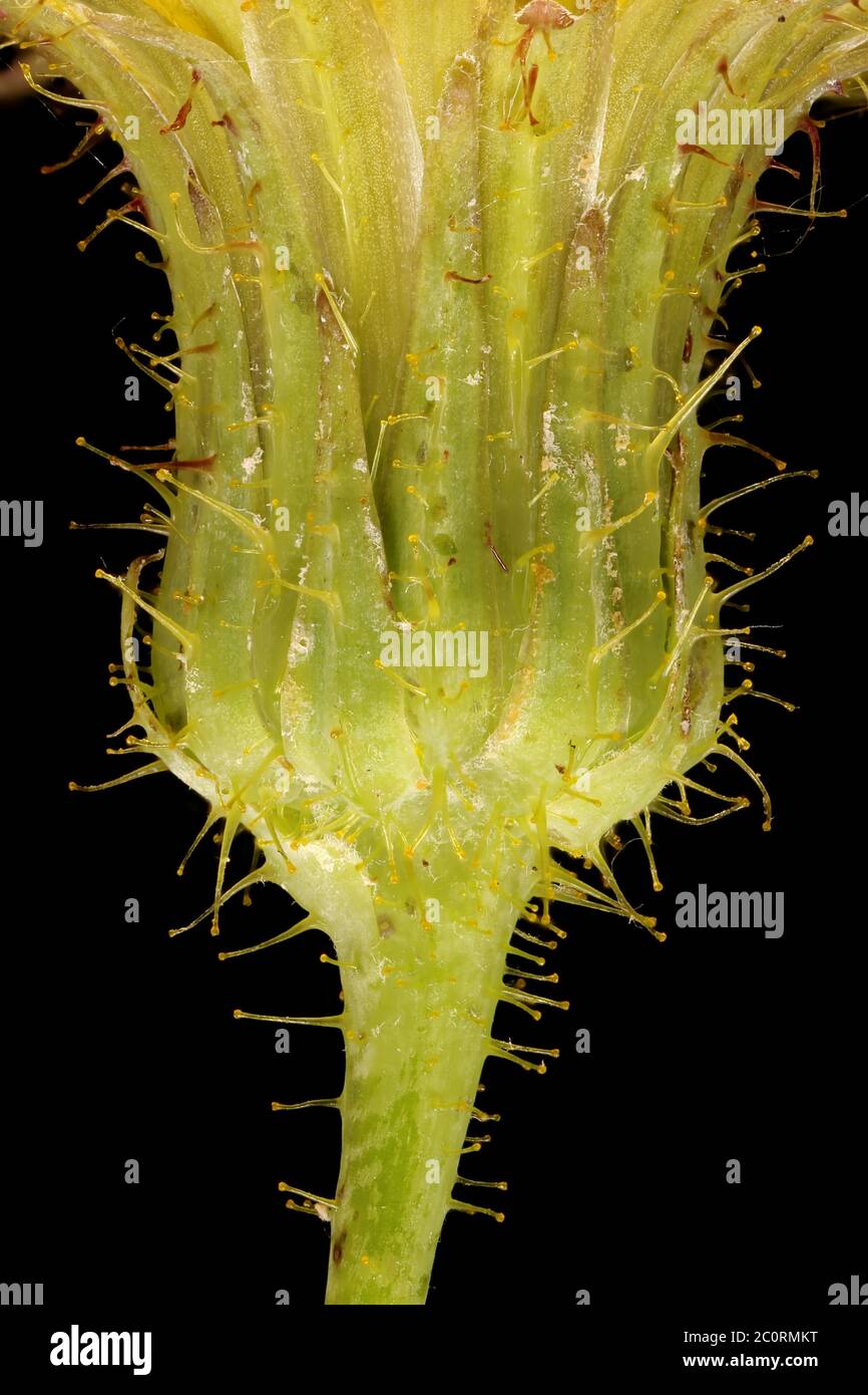 Inflorescence with involucrum hi-res stock photography and images - Alamy