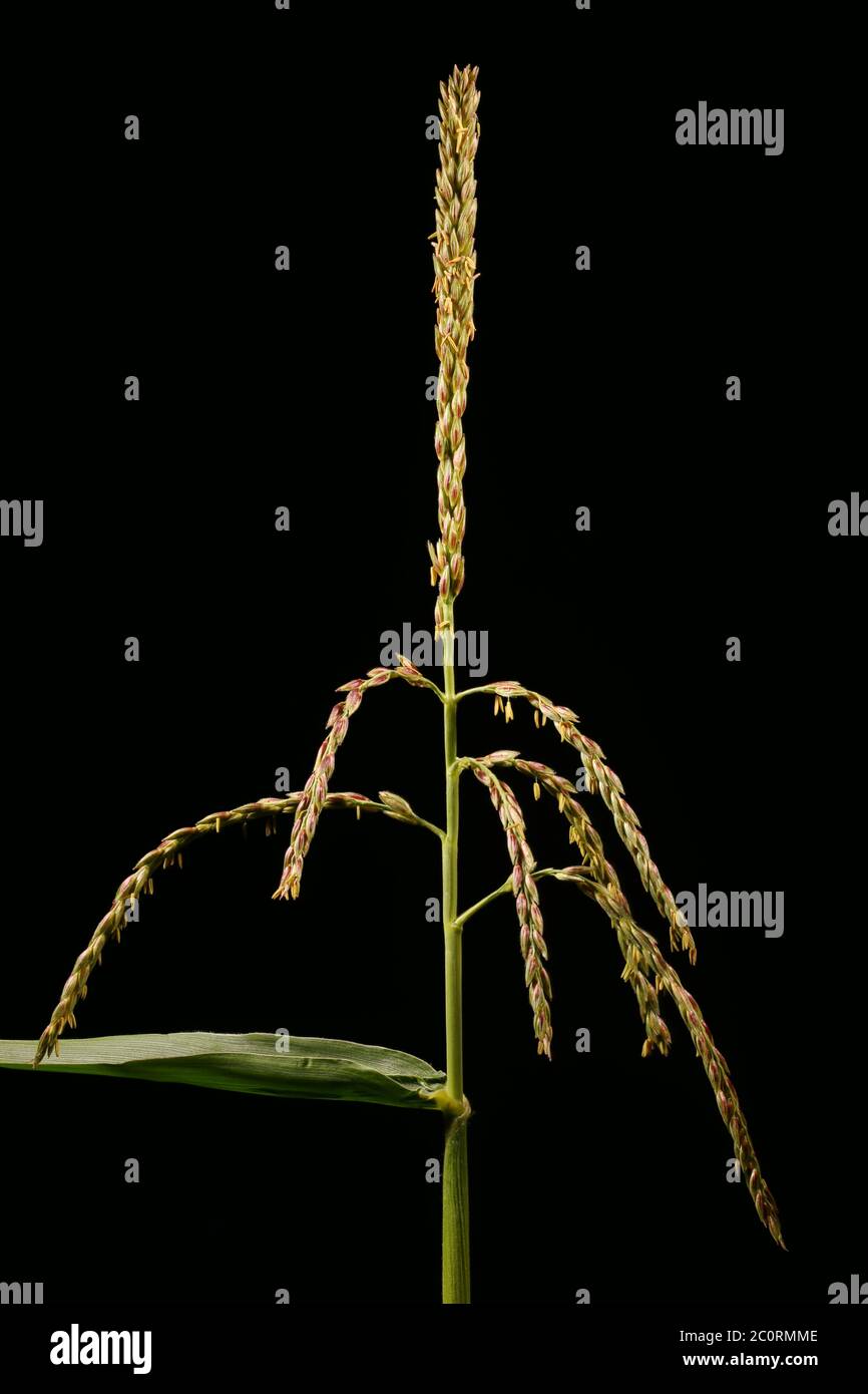 Maize inflorescence zea mays hi-res stock photography and images - Alamy