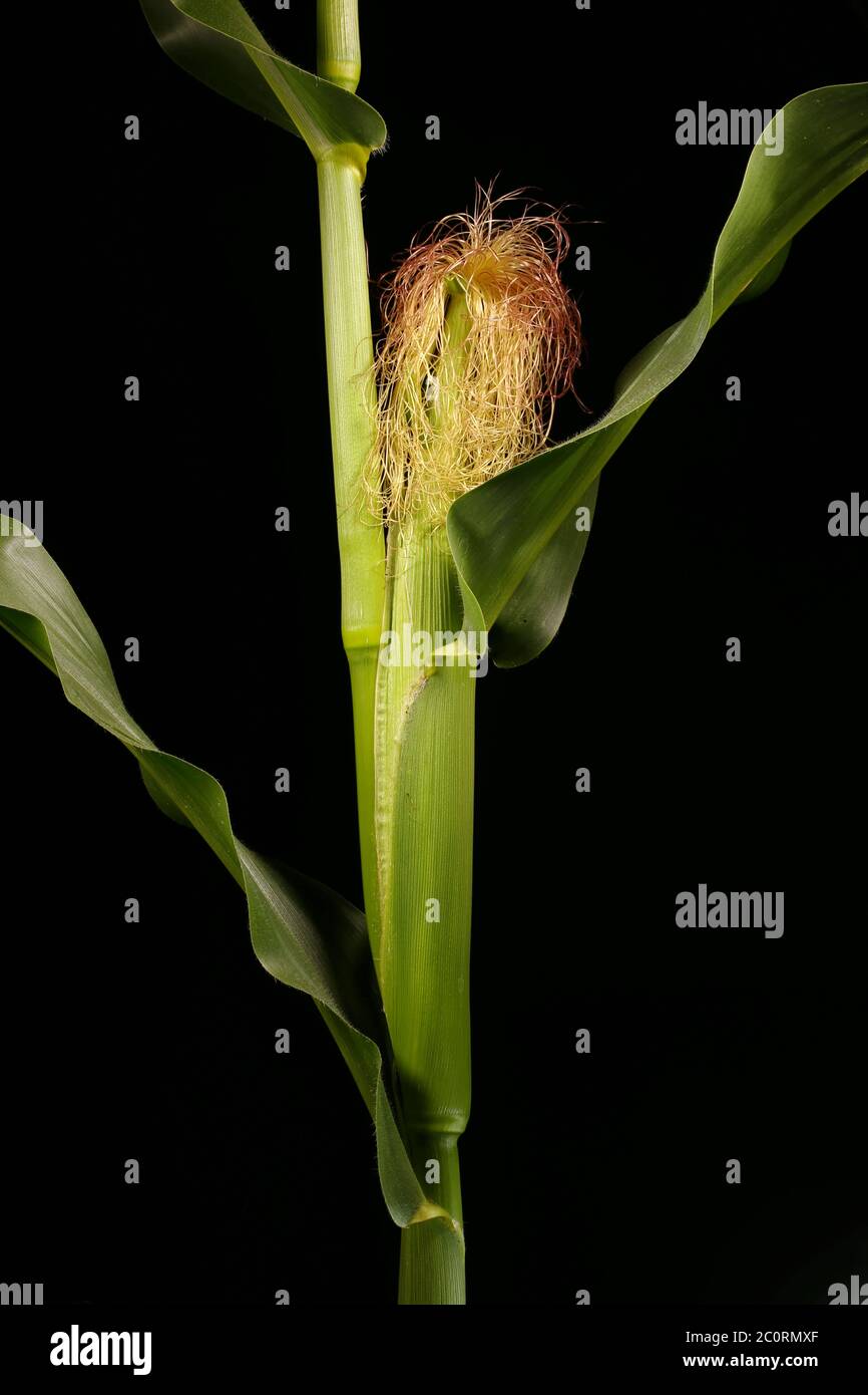 Maize inflorescence zea mays hi-res stock photography and images - Alamy