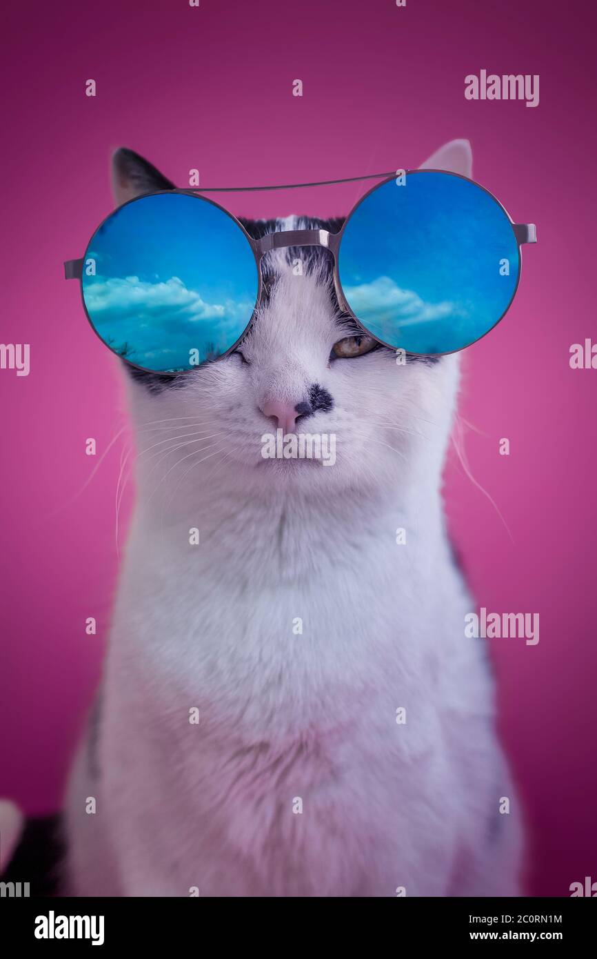 Cat in glasses hi-res stock photography and images - Alamy