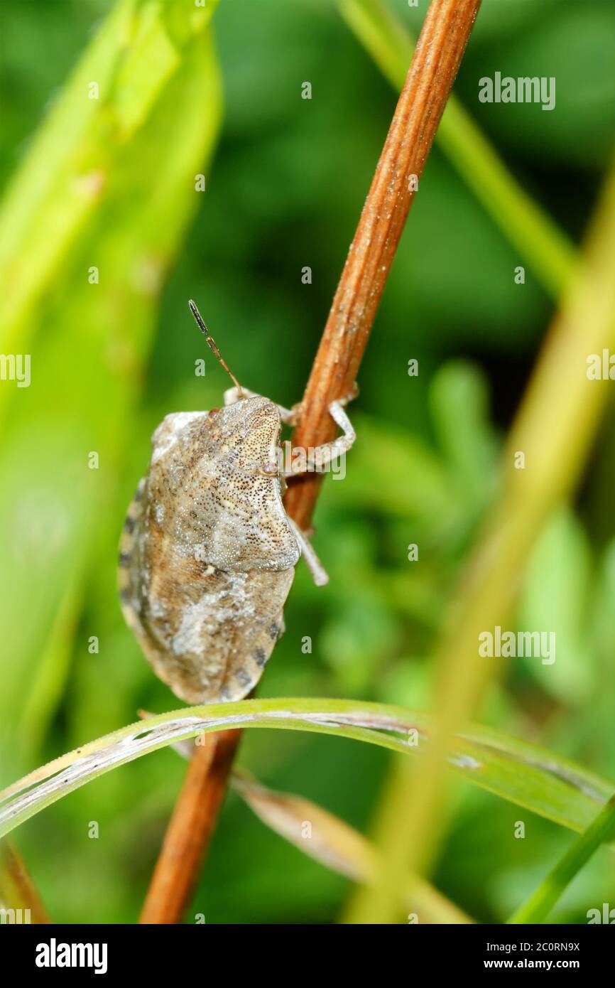 Shied bug hi-res stock photography and images - Alamy