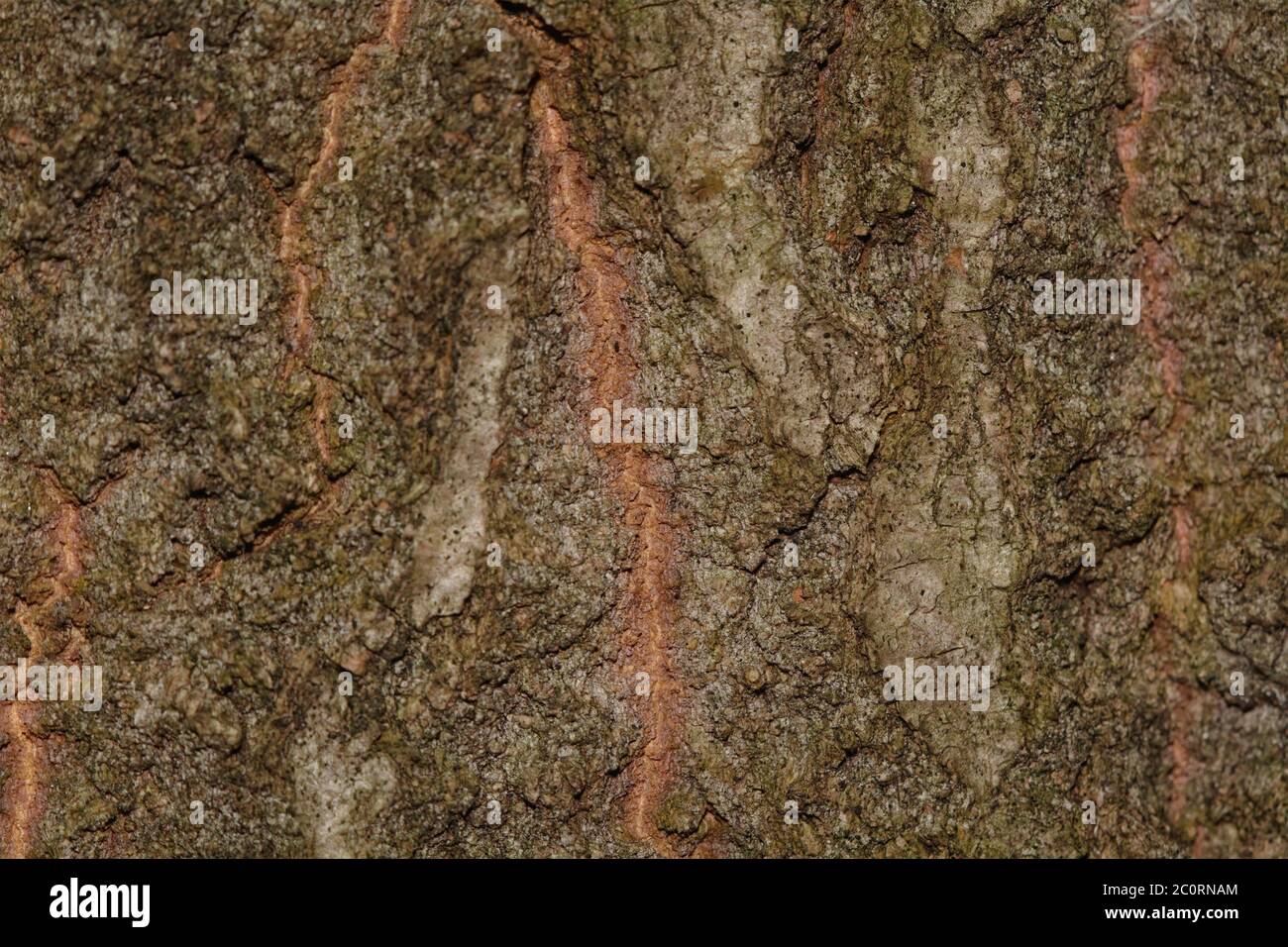 Terk hi-res stock photography and images - Alamy