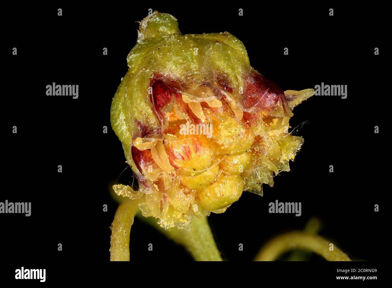 Inflorescence (capitulum) hi-res stock photography and images - Alamy