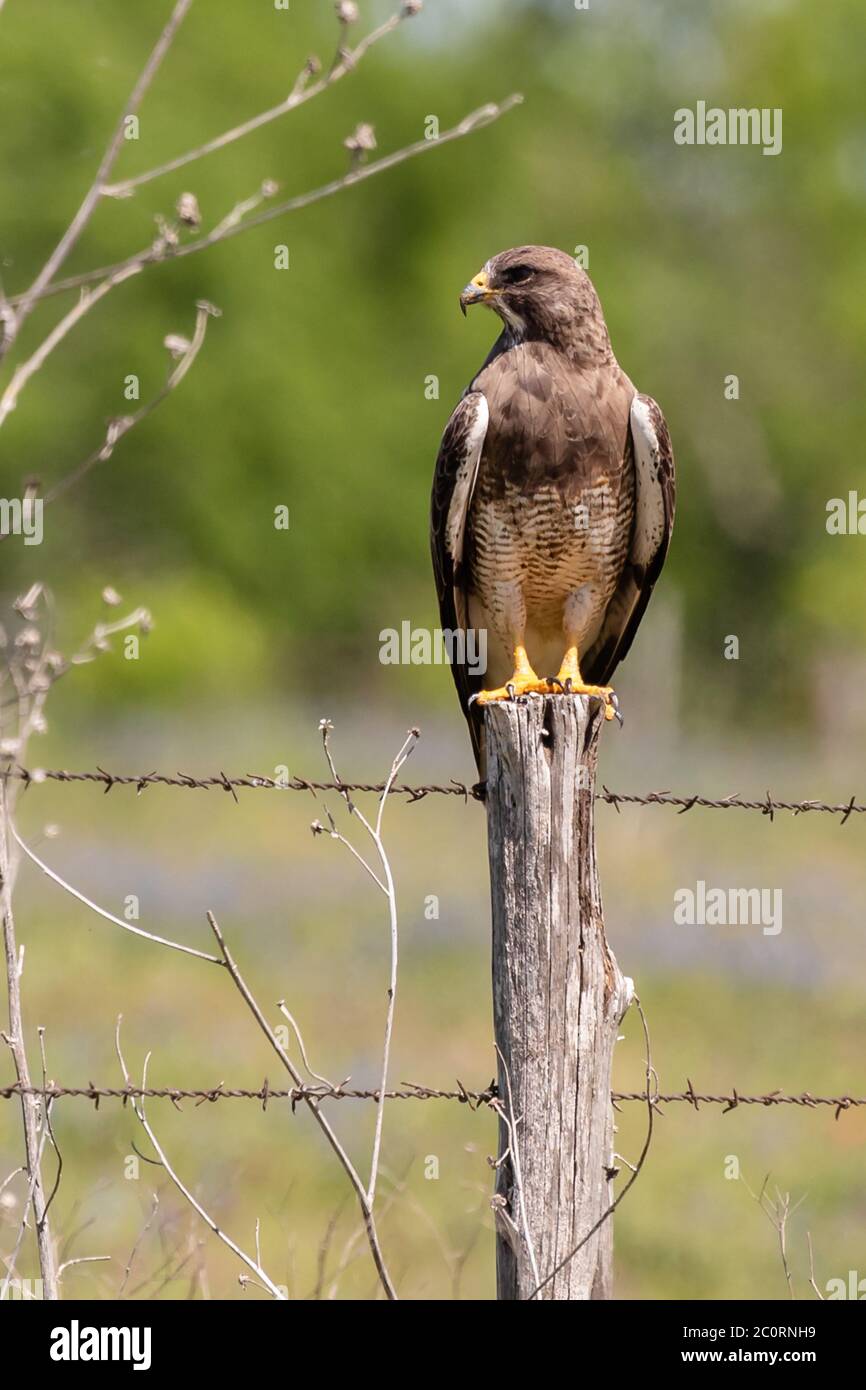 Swainsons Hawk sitting on a fence post Stock Photo - Alamy