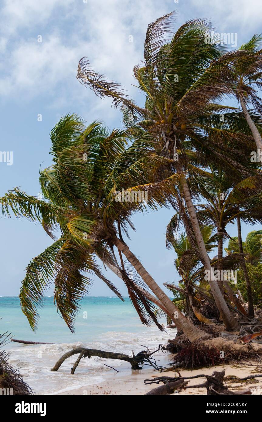 Beach palm trees on white sand hi-res stock photography and images - Alamy