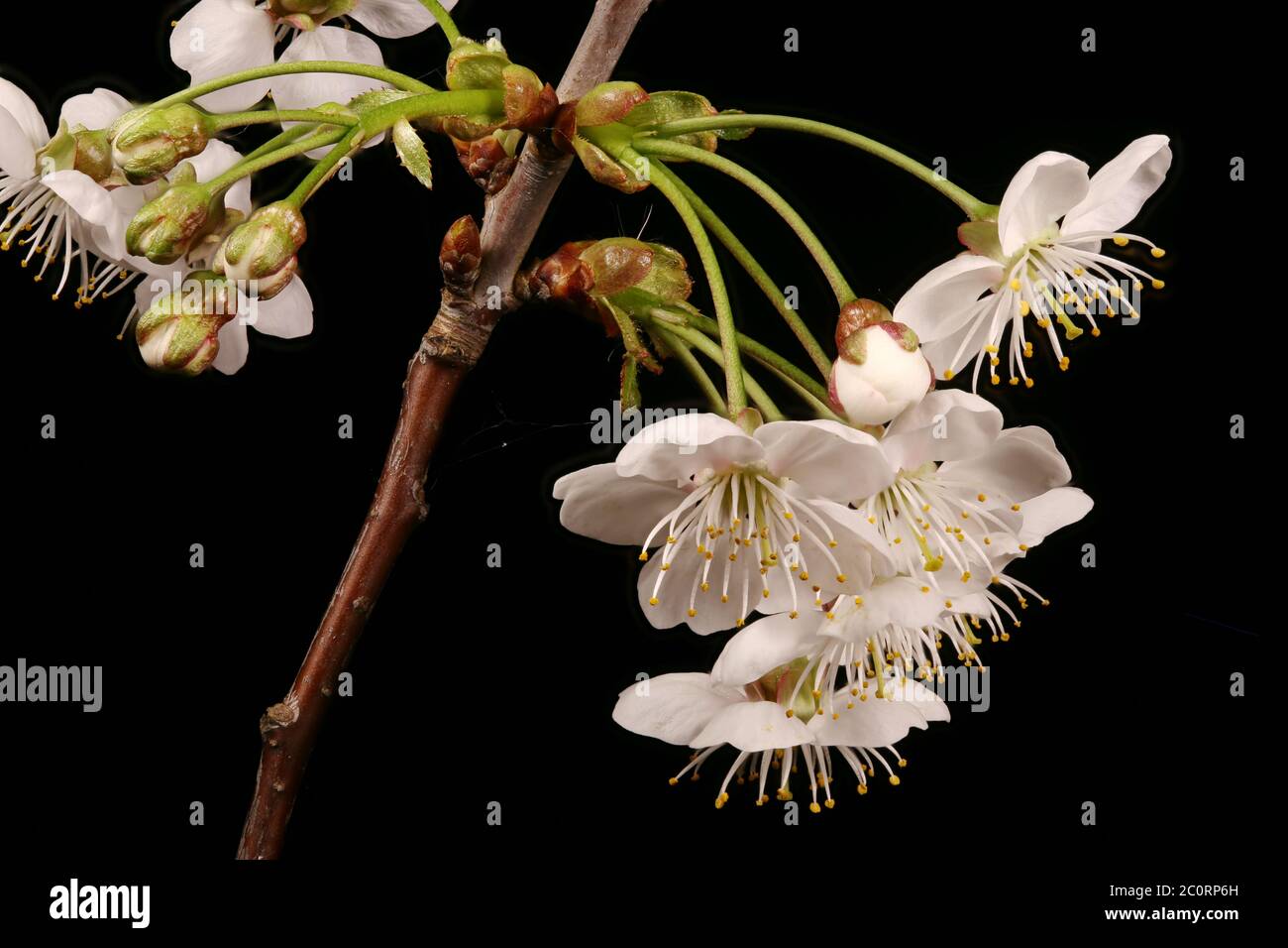 Dwarf cherry hi-res stock photography and images - Alamy