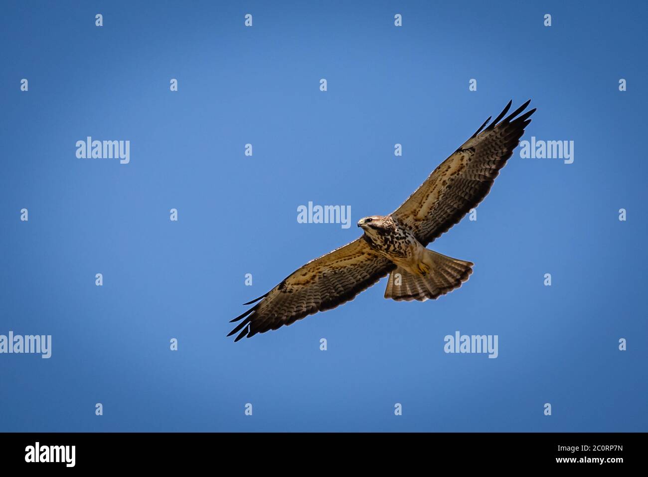 Swainsons Hawk in flight Stock Photo - Alamy